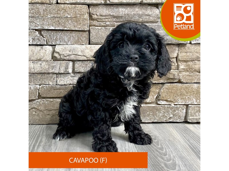 Cavapoo Puppies - Breed Info - Petland Austin Landing - Miamisburg, OH