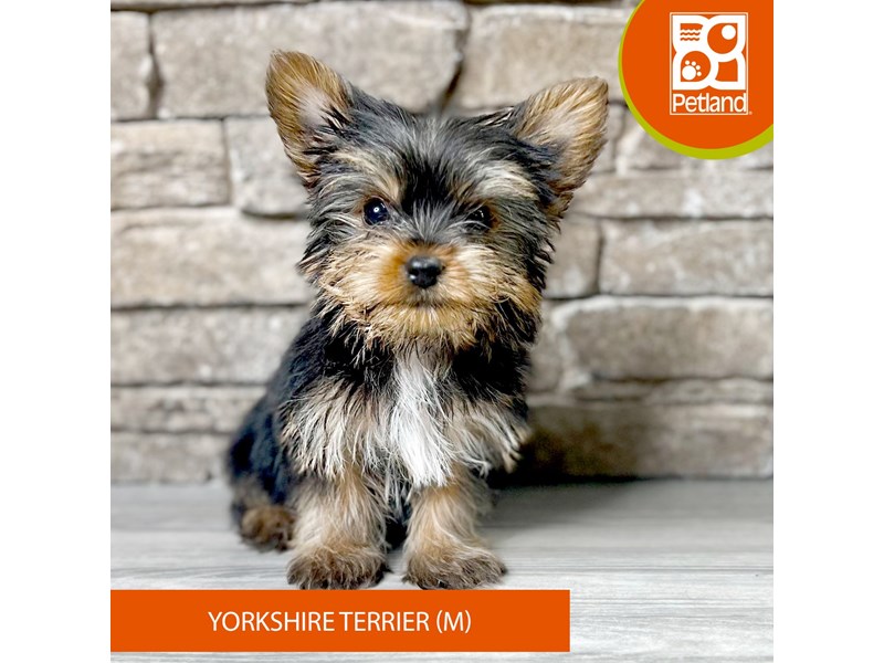 Yorkshire Terrier Small Animal Blue Merle ID:496 Located at Petland ...