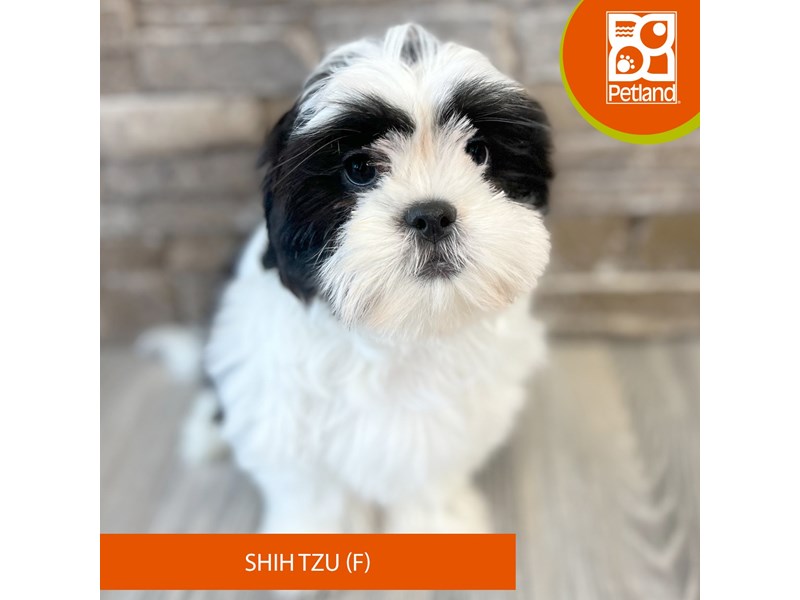 Shih Tzu Puppies - Petland Austin Landing - Miamisburg, OH