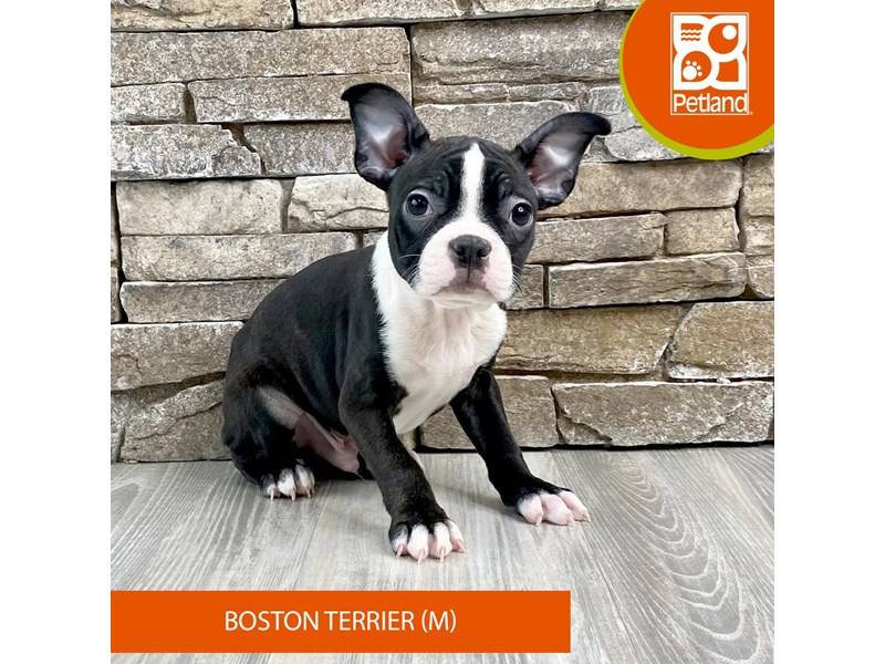 Boston Terrier Puppies For Sale - Petland Austin Landing