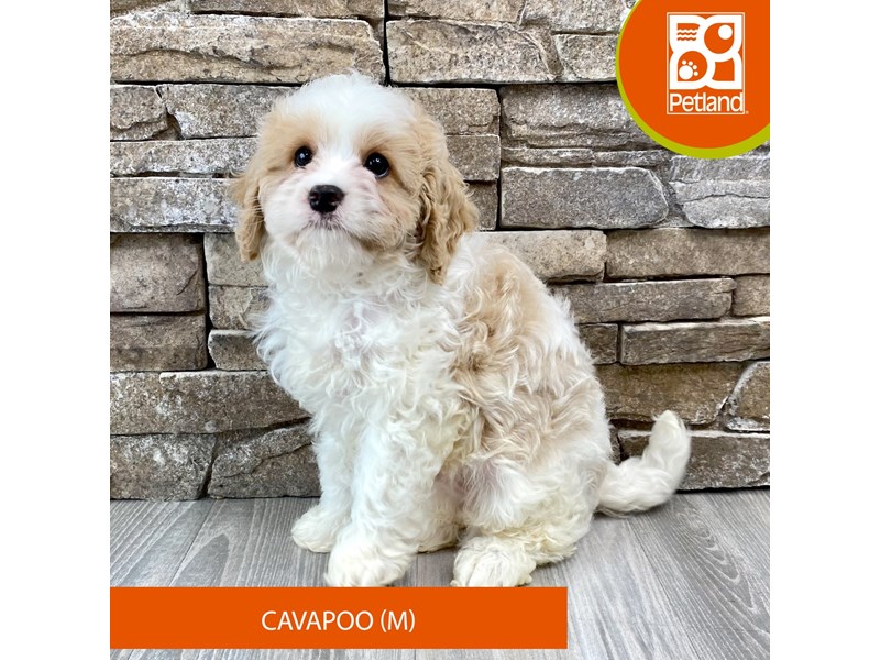 Cavapoo-Dog-Female-Red-4000987-Petland Austin Landing