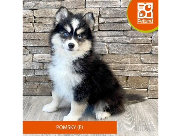 Pomsky-Dog-Female-Blue Merle-4012026-Petland Austin Landing, Ohio