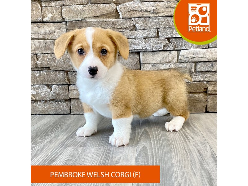 Pembroke Welsh Corgi Small Animal Blue Merle / Tan ID:558 Located at ...