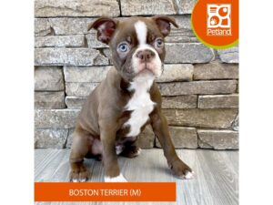 Available Pets - Petland Austin Landing - Miamisburg, OH