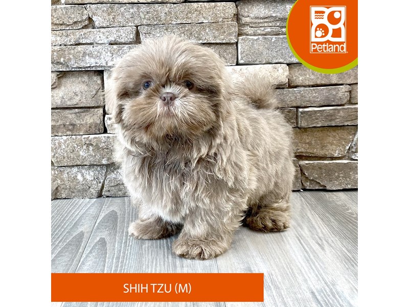 Shih Tzu-Dog-Male-Black / White-4081444-Petland Austin Landing ...