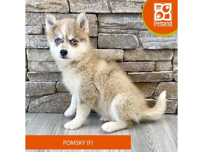 Pomsky-Dog-Female-Blue Merle-4012026-Petland Austin Landing ...