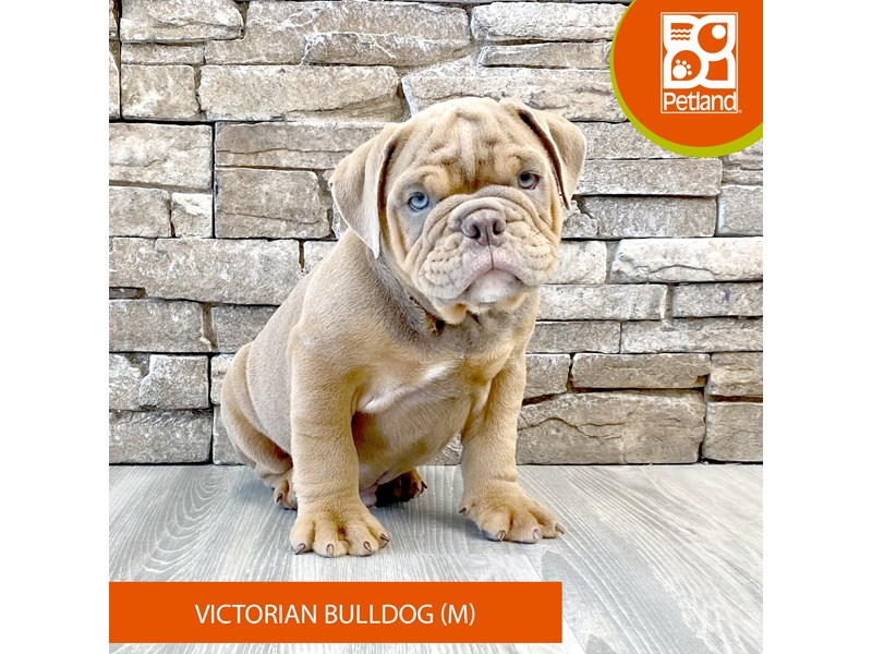 Victorian Bulldog Puppies - Breed Info - Petland Austin Landing