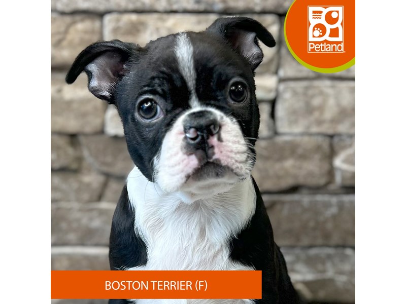 Boston Terrier Puppies For Sale - Petland Austin Landing - Miamisburg, OH
