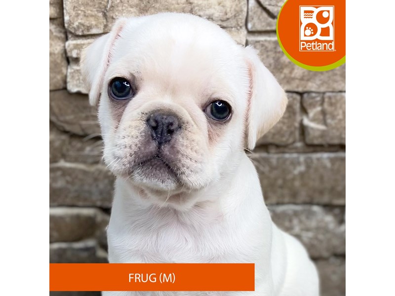 Petland Austin Landing - Shop Pets, Puppies & Supplies