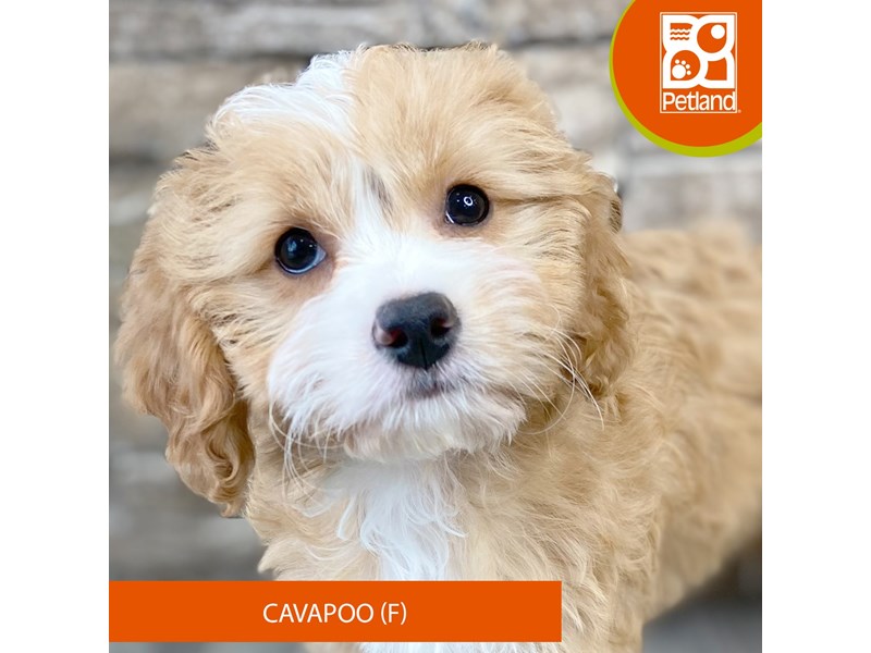 Dogs & Puppies for Sale - Petland Austin Landing - Miamisburg, OH