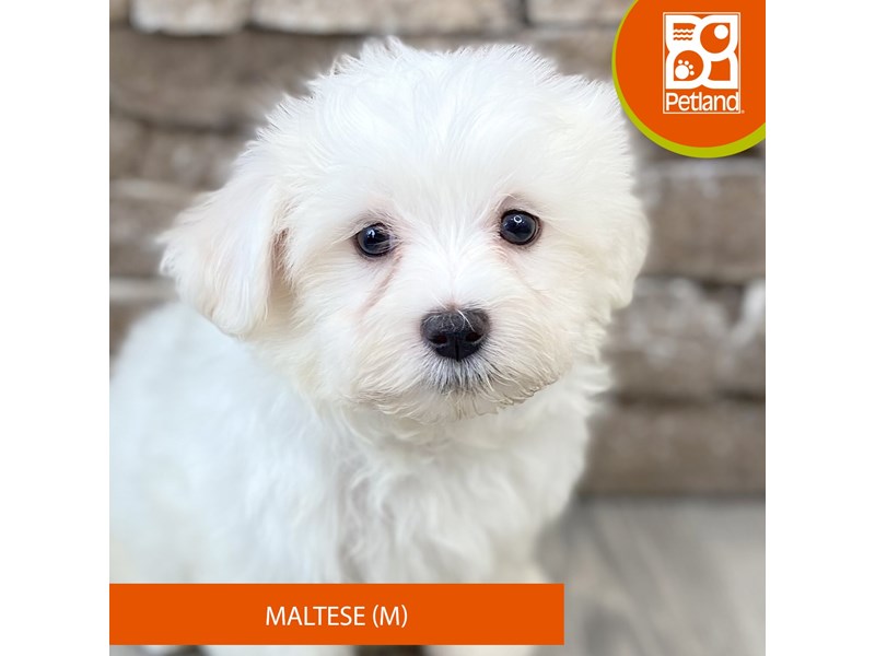 Dogs & Puppies for Sale - Petland Austin Landing - Miamisburg, OH