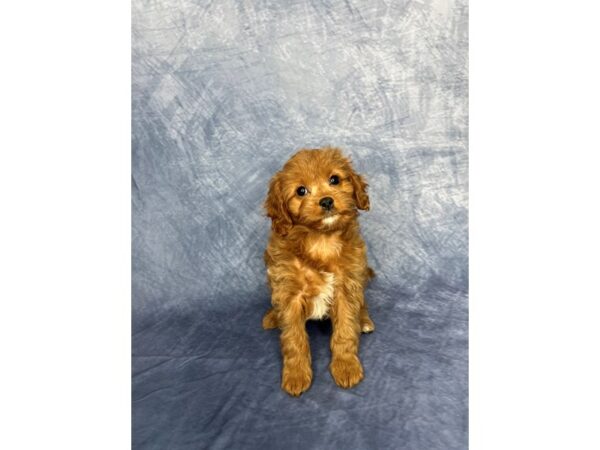 Cavapoo Small Animal Red ID:458 Located at Petland Austin Landing ...